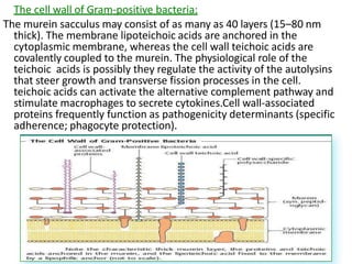 Chapter 4 Introduction to Bacteria: Definition, Structure and Function ...