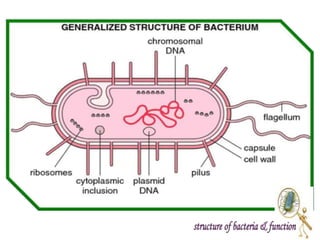 Chapter 4 Introduction to Bacteria: Definition, Structure and Function ...