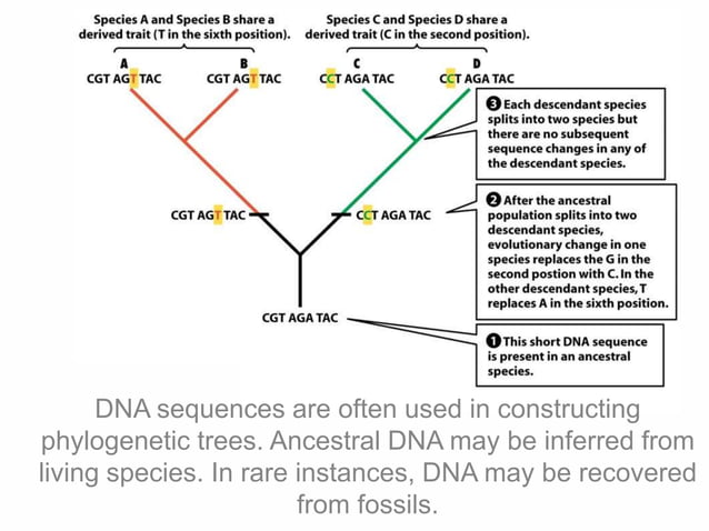 Chapter4-Systematics.ppt