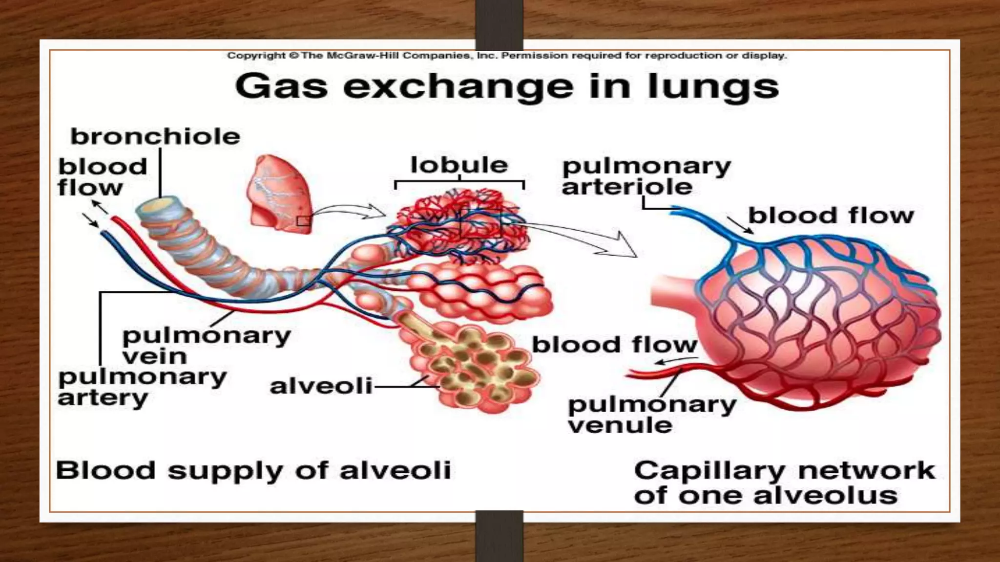 Chapter 40 transport of oxygen and carbon | PPT