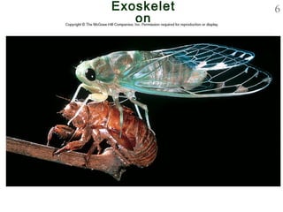 Locomotion and Support Systems | PPT