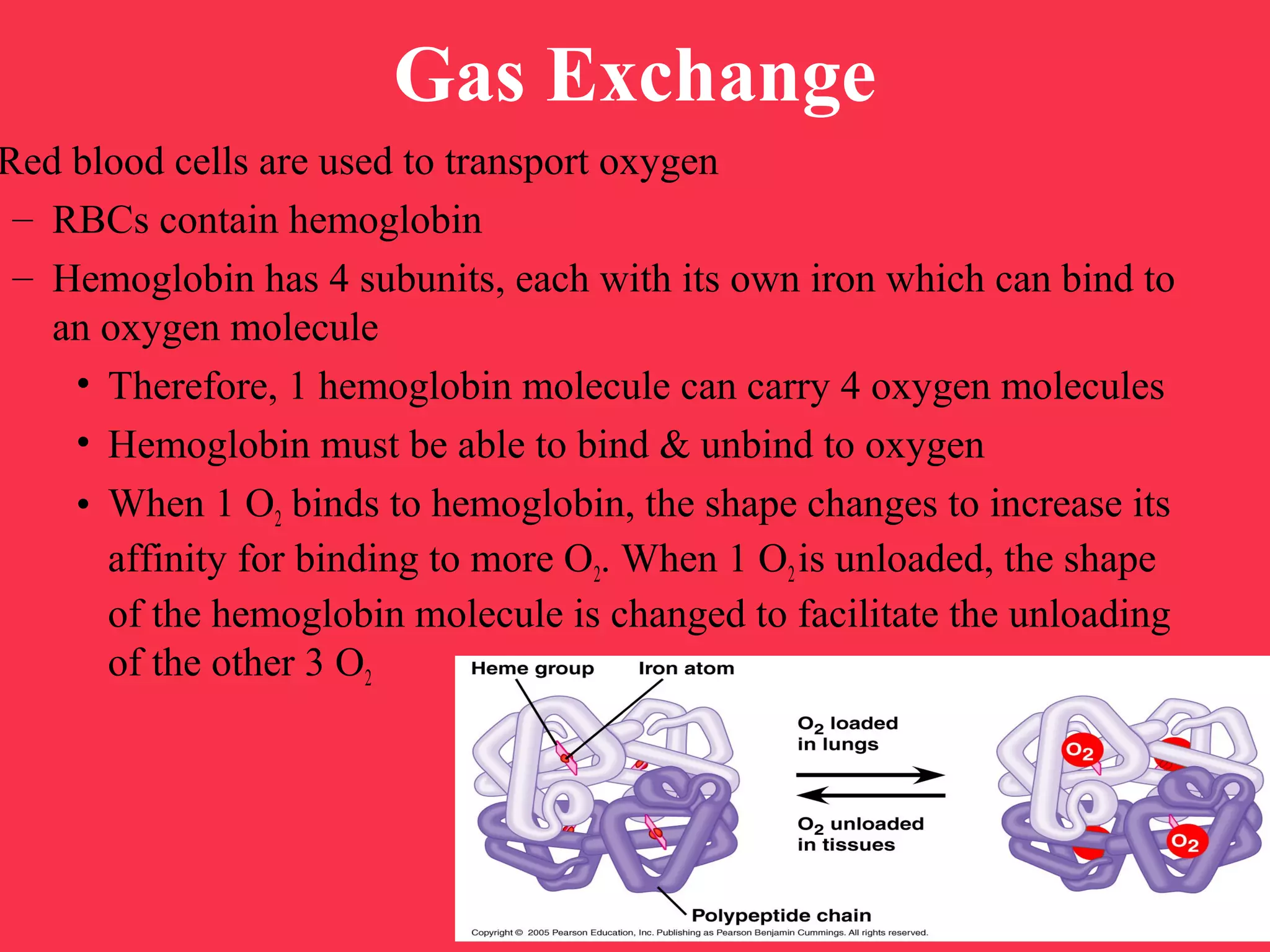 AP Biology Circulation and Gas Exchange | PPT