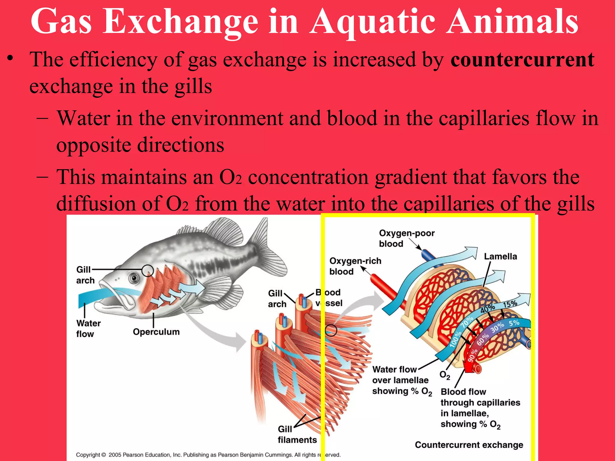 AP Biology Circulation and Gas Exchange | PPT