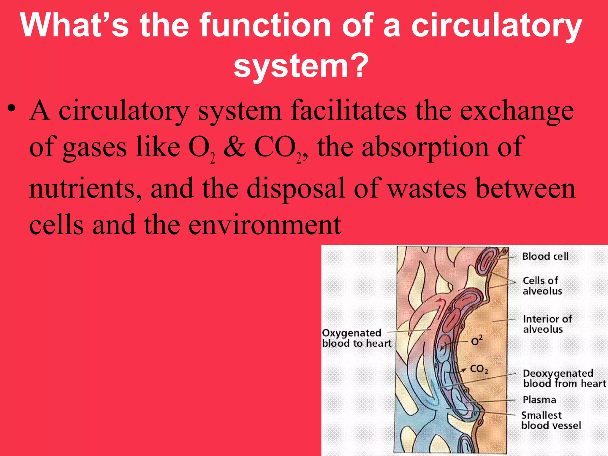 AP Biology Circulation and Gas Exchange | PPT