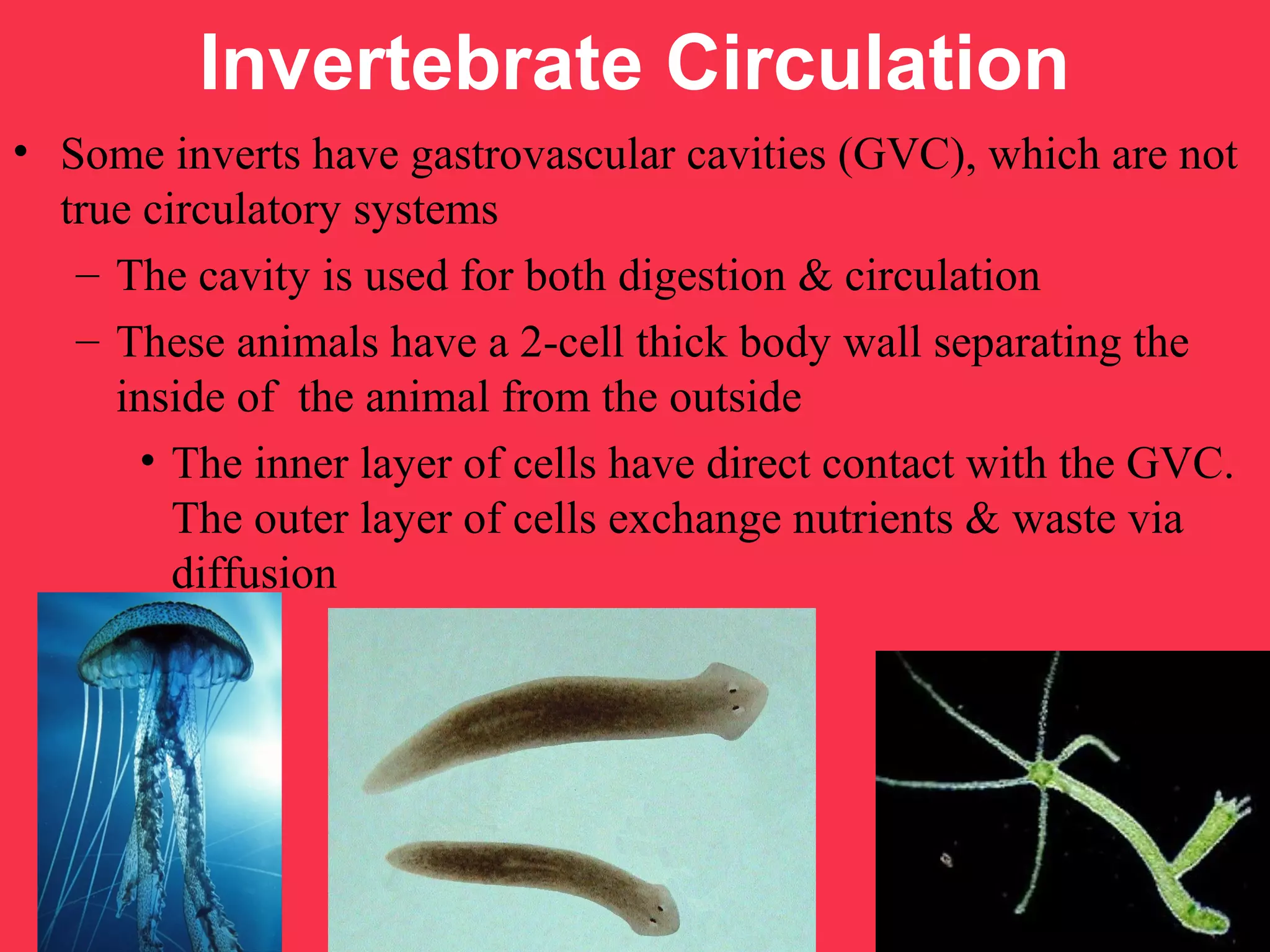 AP Biology Circulation and Gas Exchange | PPT