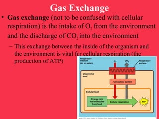 AP Biology Circulation and Gas Exchange | PPT