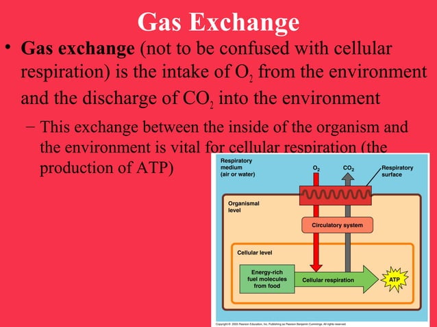 AP Biology Circulation and Gas Exchange | PPT