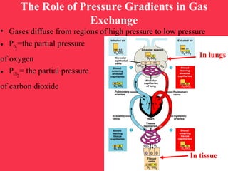 AP Biology Circulation and Gas Exchange | PPT