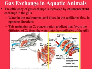 AP Biology Circulation and Gas Exchange | PPT