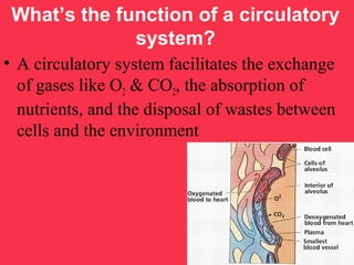 AP Biology Circulation and Gas Exchange | PPT
