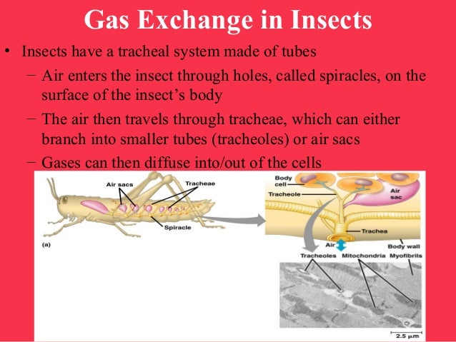 AP Biology Circulation and Gas Exchange