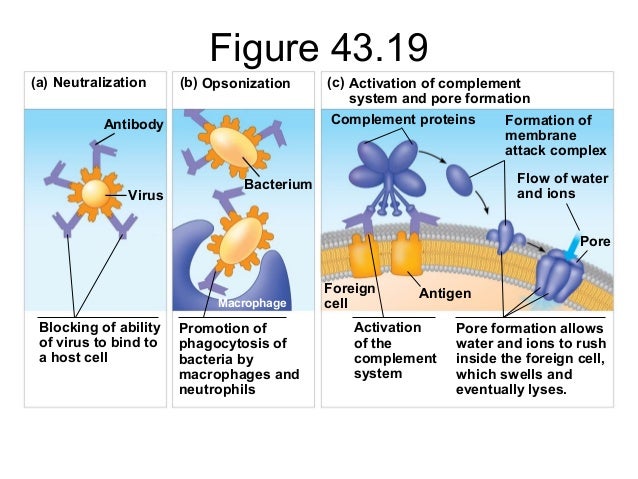 Chapter 43: Immunology