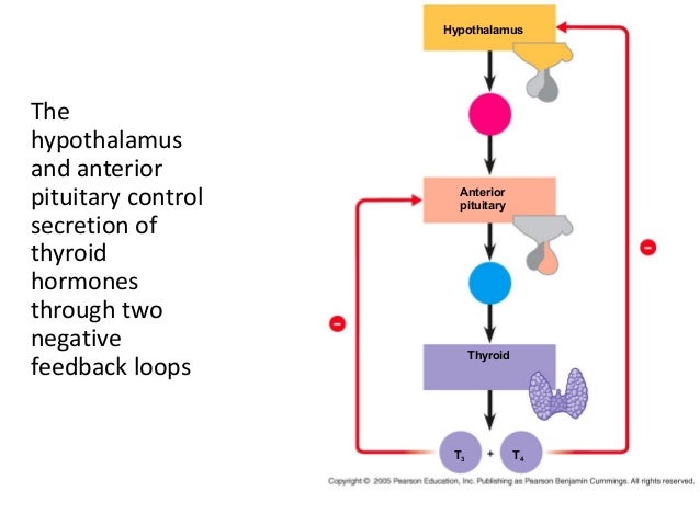 Chapter 45: Hormones