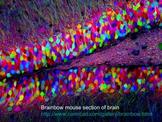 Chapter48nuerons 151125144534-lva1-app6891 | PPT