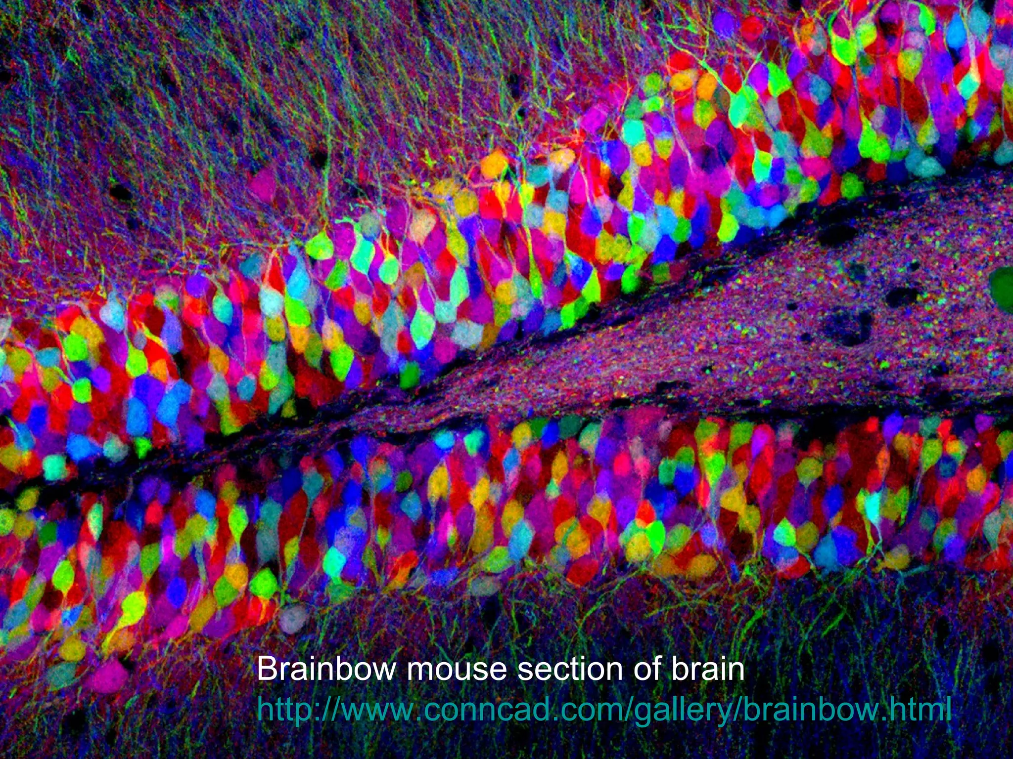 Chapter48nuerons 151125144534-lva1-app6891 | PPT