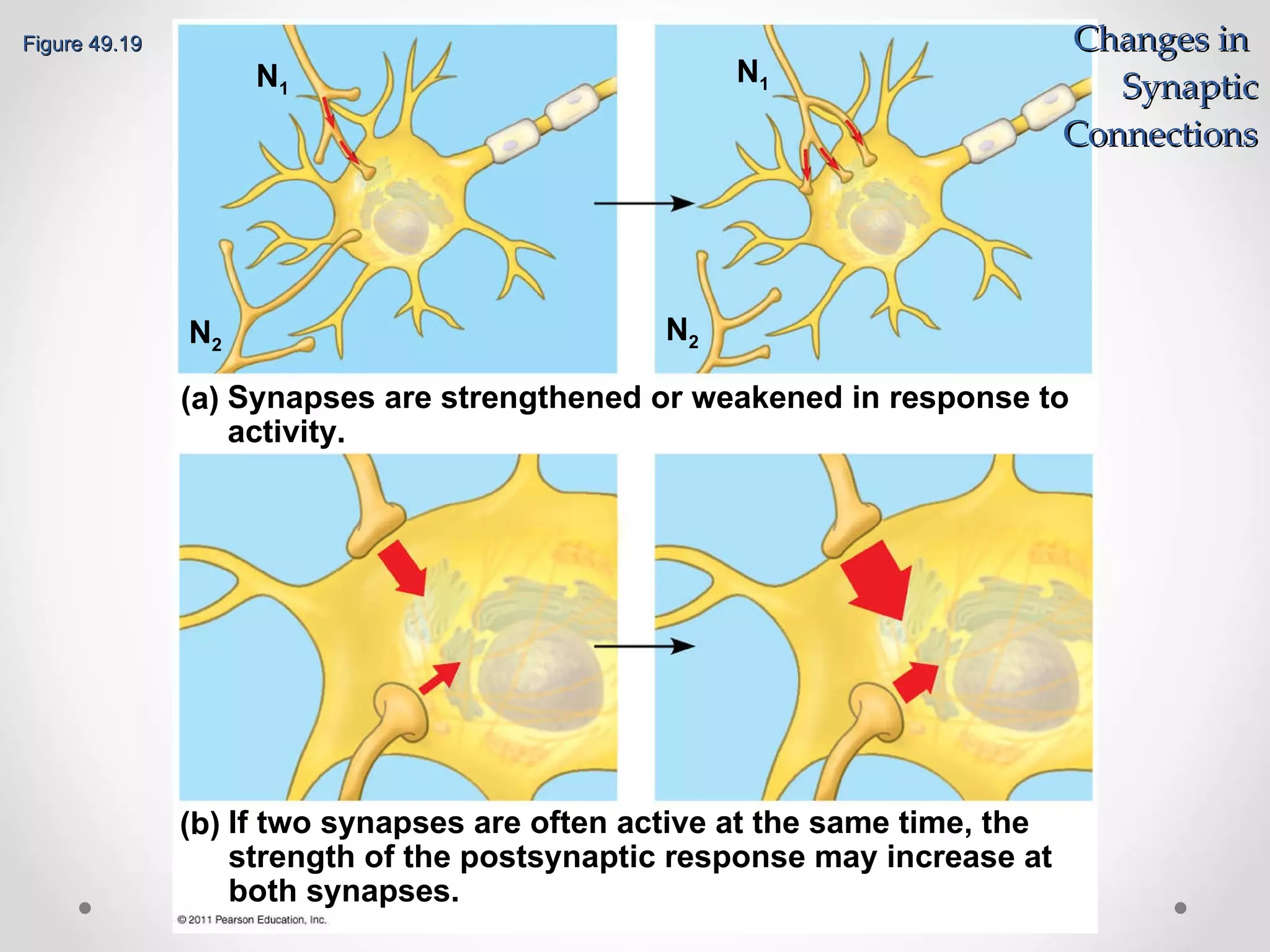 Chapter 49 the nervous system ppt | PPT