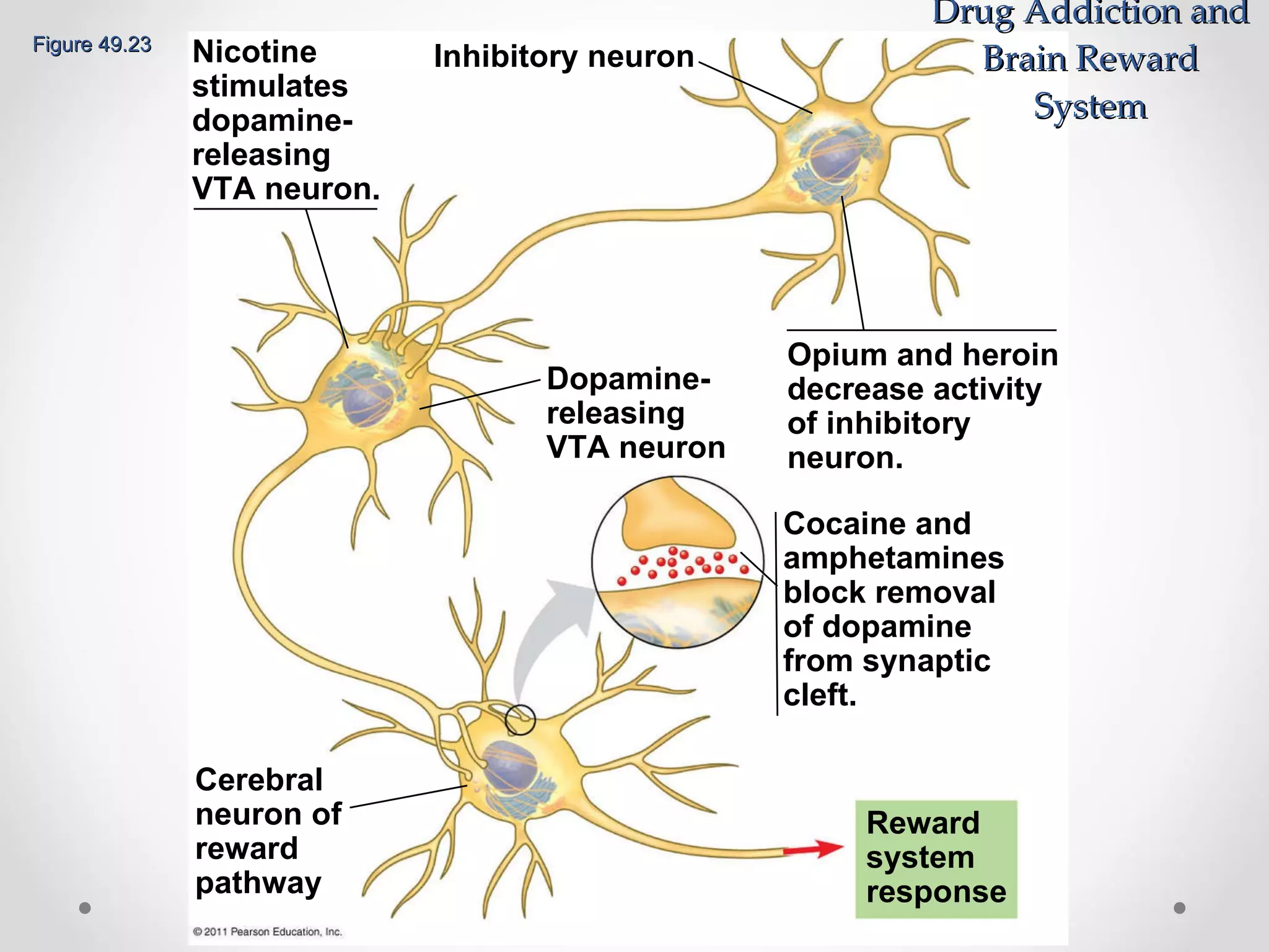 Chapter 49 the nervous system ppt | PPT
