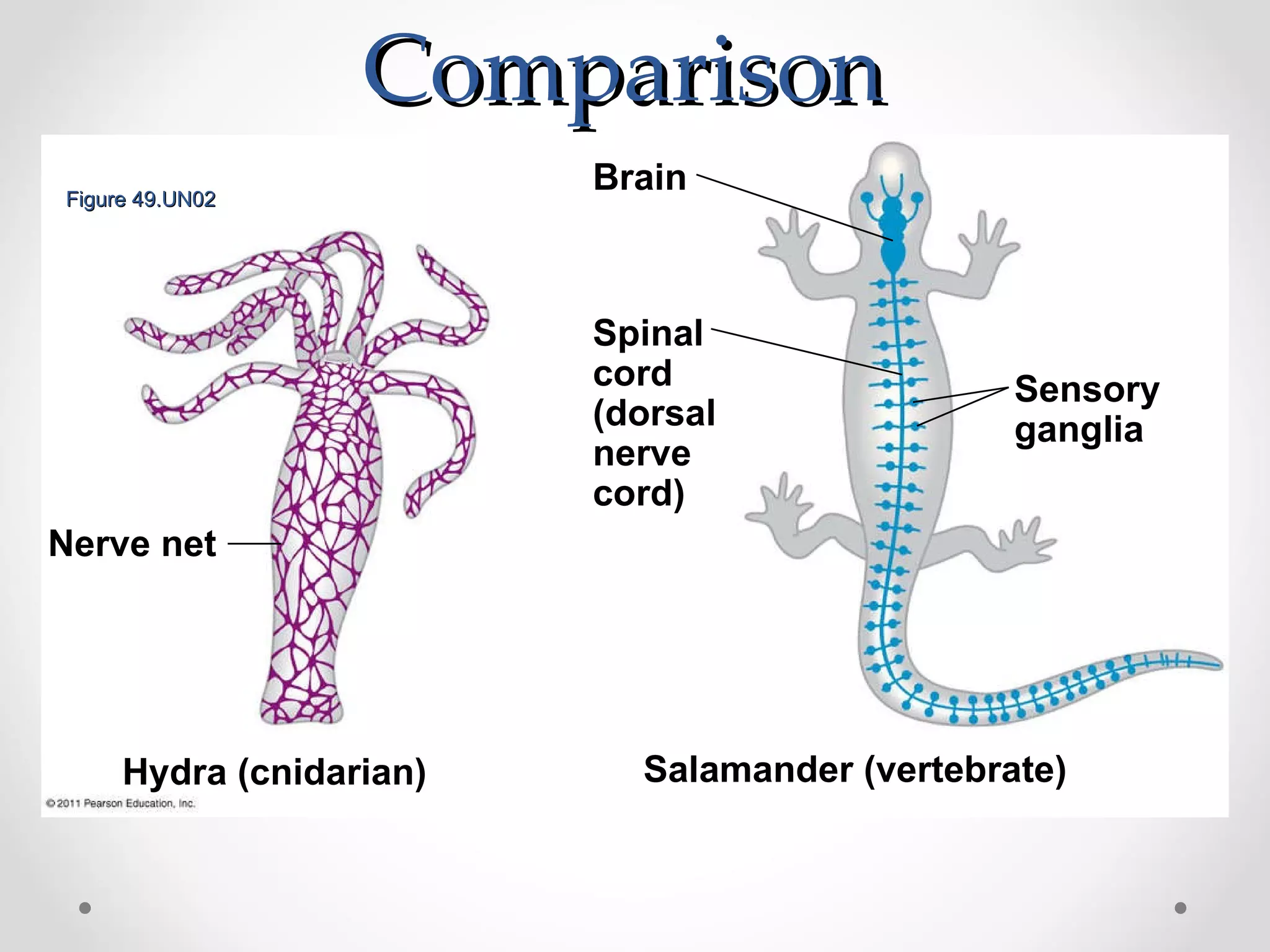 Chapter 49 the nervous system ppt | PPT