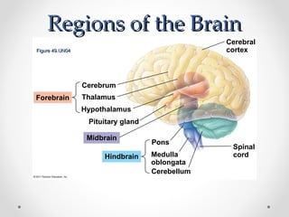 Chapter 49 the nervous system ppt | PPT