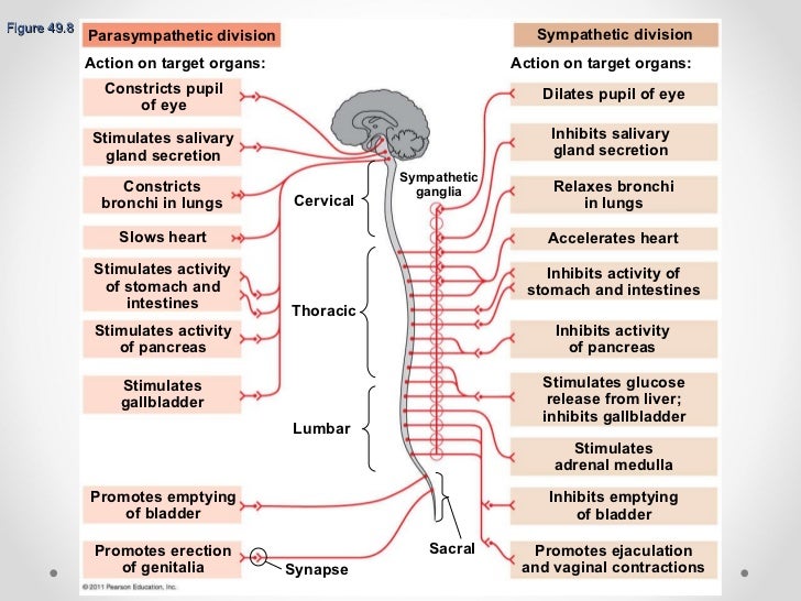 Chapter 49 the nervous system ppt