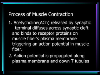 Chapter+49+Sensory+And+Motor+Mechanism | PPT