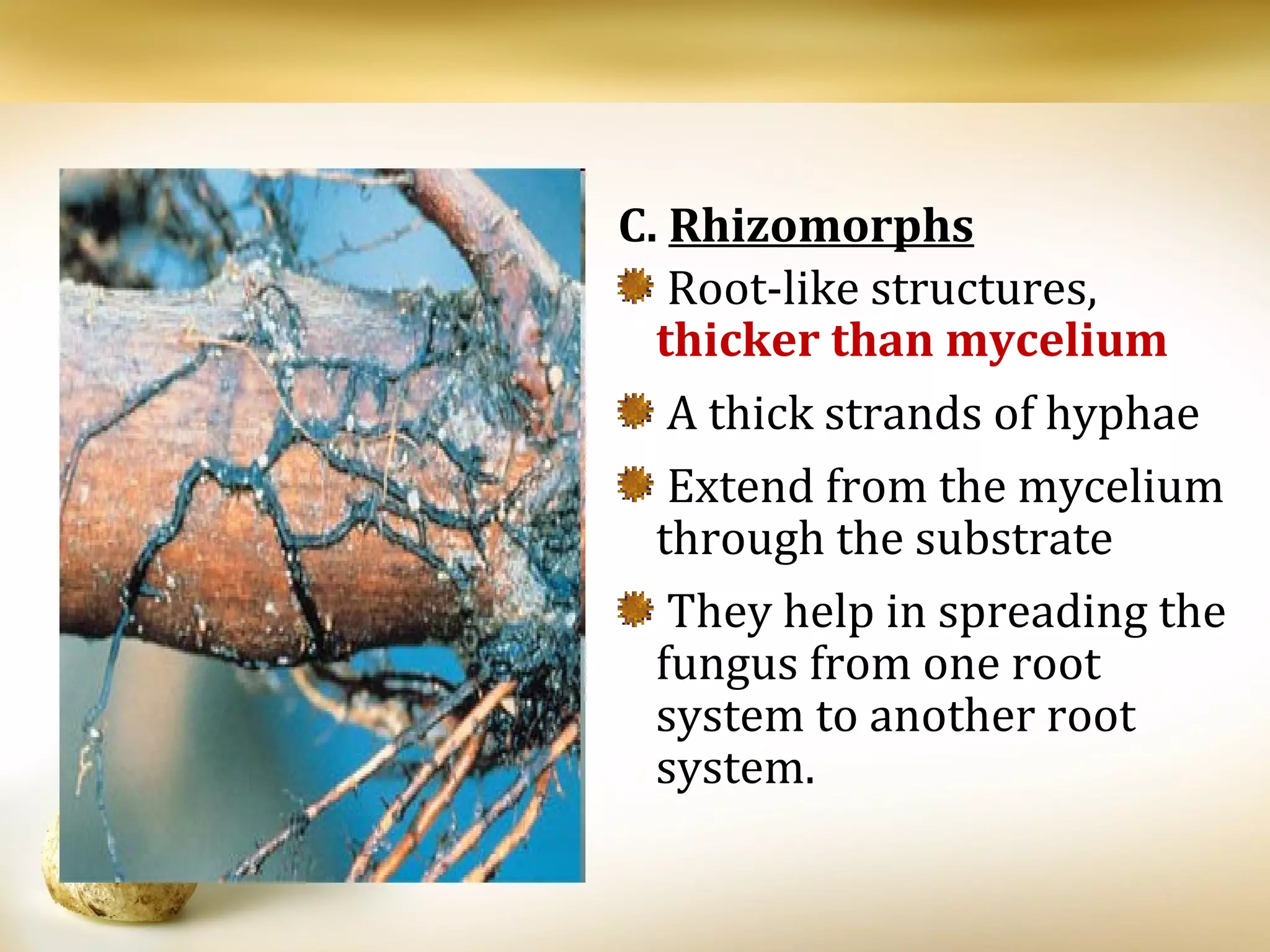 AGR 154 CHAPTER 4 - FUNGI | PPT