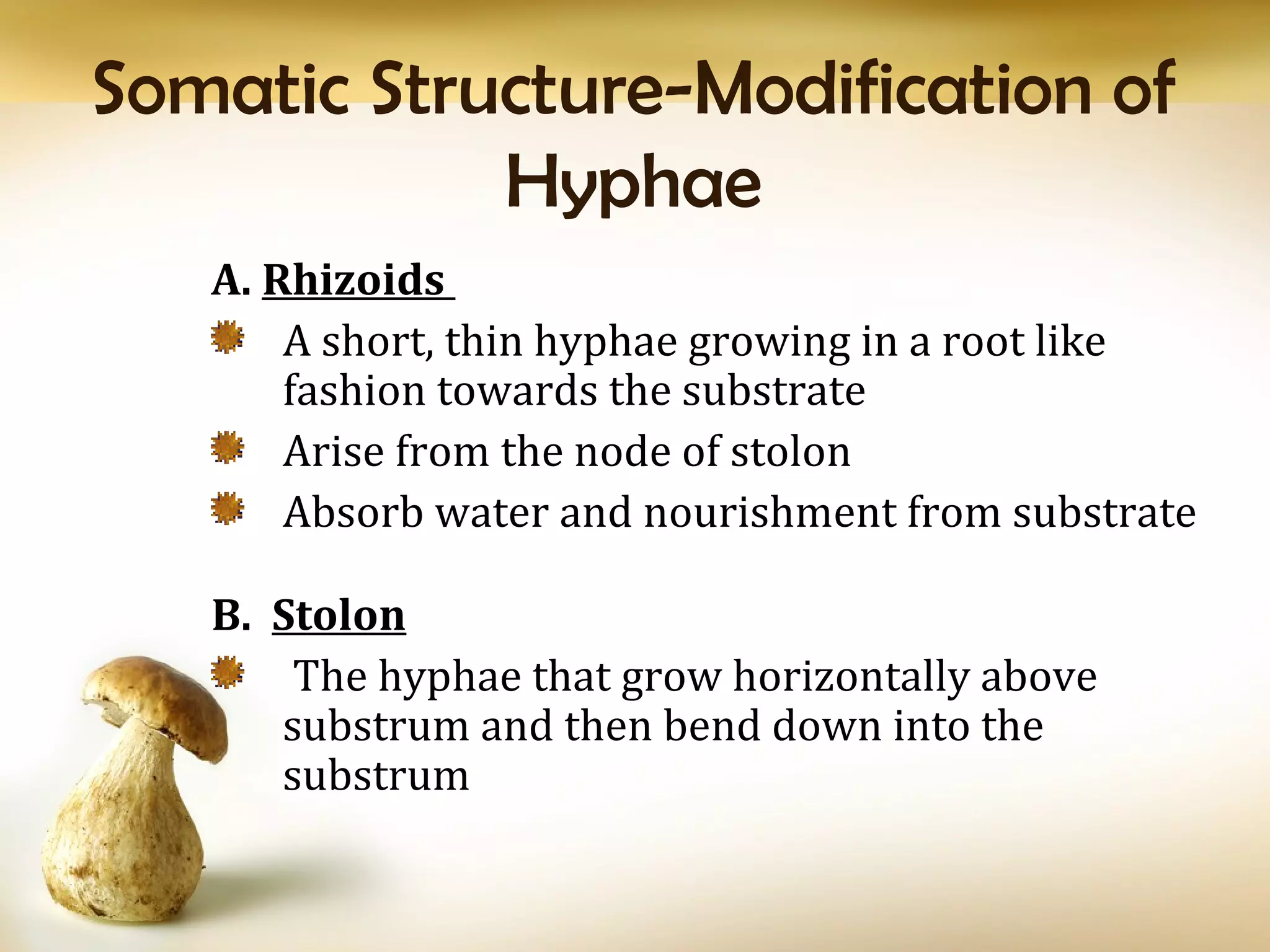 AGR 154 CHAPTER 4 - FUNGI | PPT