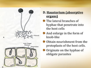 AGR 154 CHAPTER 4 - FUNGI | PPT
