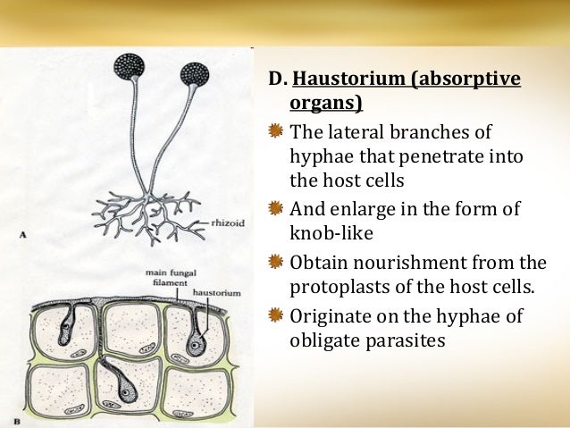 AGR 154 CHAPTER 4 - FUNGI