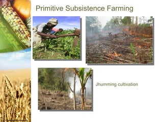 Chapter 4 Agriculture Class 10 Geography | PPT