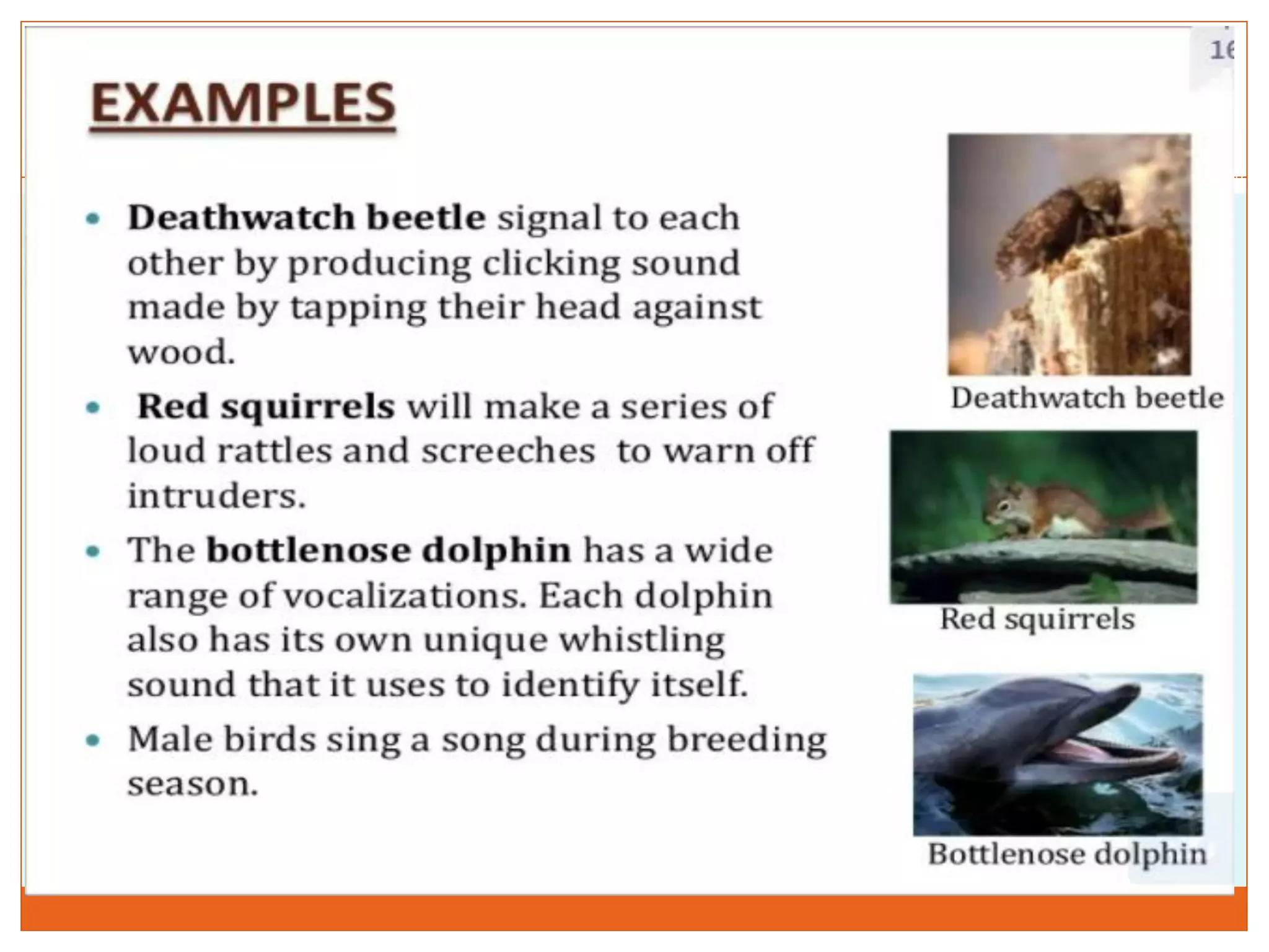 Communication in Animals | PDF