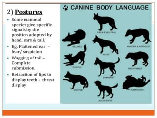 Communication in Animals | PDF