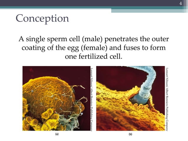 Chapter 4 ap psych- Developmental Psych | PPT