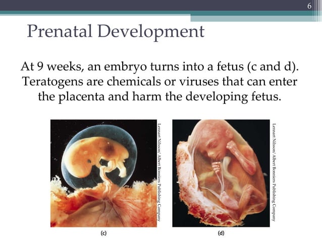Chapter 4 ap psych- Developmental Psych | PPT