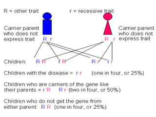 Understanding Genetic Pedigrees and Inheritance Patterns in Human ...