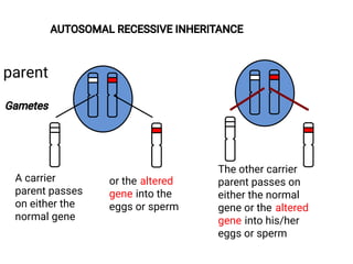 Understanding Genetic Pedigrees and Inheritance Patterns in Human ...