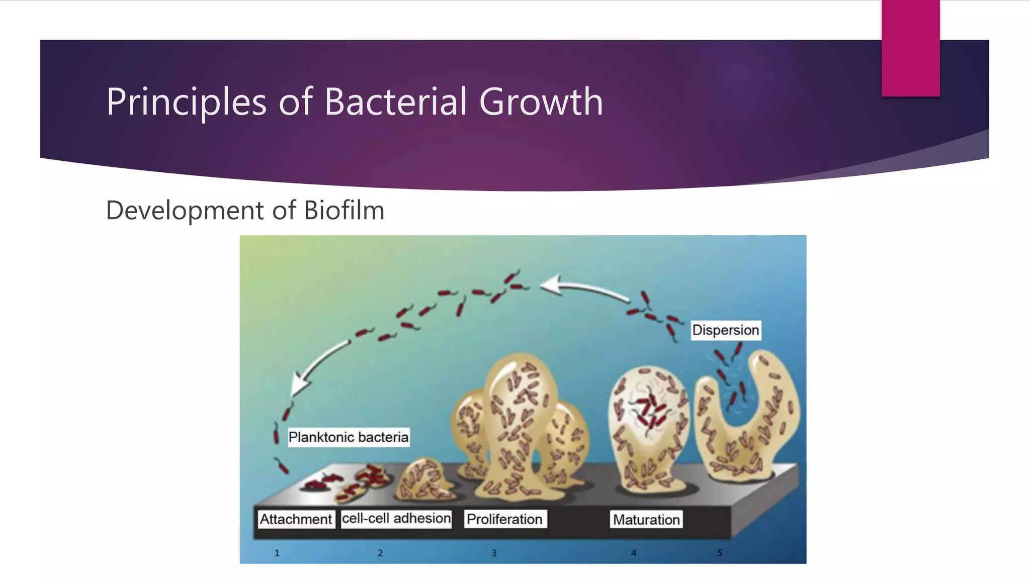 Chapter 4 Bacterial Growth Requirements | PPTX