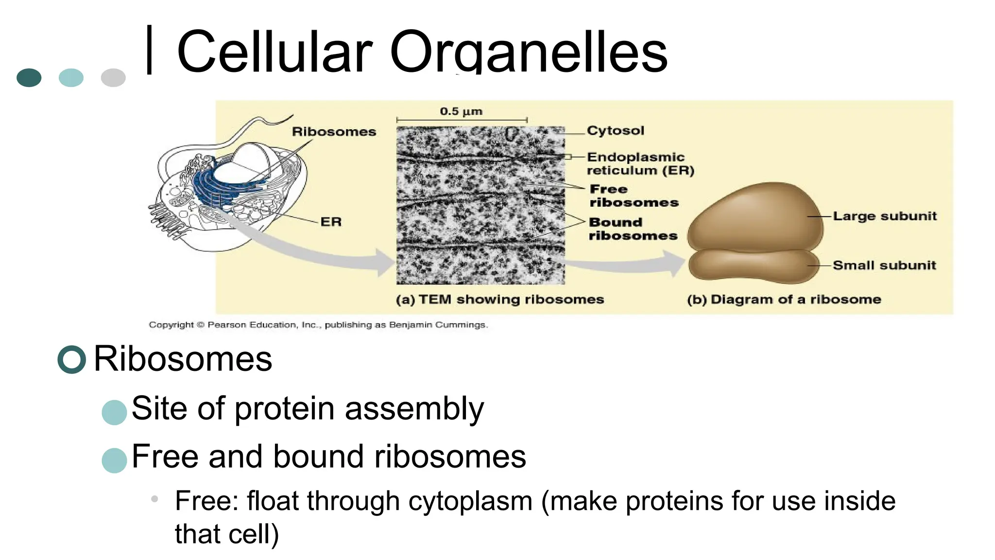 Chapter 4 Biology cell organelles and functions | PPTX