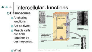 Chapter 4 Biology cell organelles and functions | PPTX