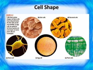 Chapter 4 - Cells | PPT