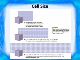 Chapter 4 - Cells | PPT