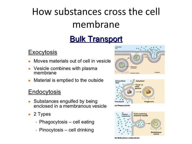 Chapter 4 cell structure | PPT