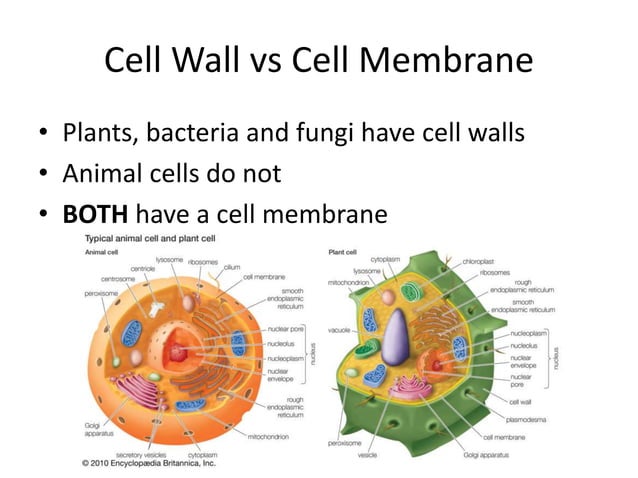 Chapter 4 cell structure | PPT