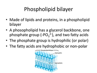 Chapter 4 cell structure | PPTX