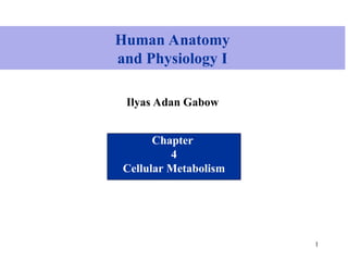 Chapter 4 Cellular Metabolism in cells .ppt