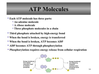 Chapter 4 Cellular Metabolism in cells .ppt