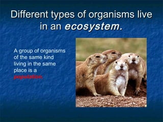 Chapter 4 ecosystem | PPT