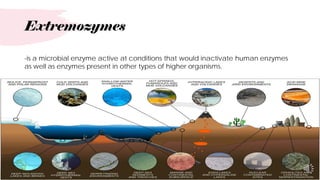 Chapter_4__Enzymes_and_Vitamins__Enzymes_part_2_.pdf.pdf