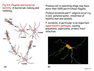 Chapter 4 functional anatomy of prok and euk partial | PPT
