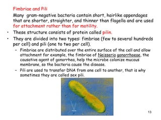 Chapter 4 functional anatomy of prok and euk partial | PPT